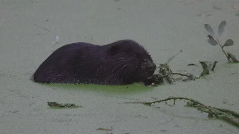 Beaver Photos Stock Videos – Royalty-Free HD & 4K Videos | Pond5