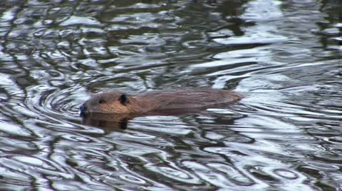 Beaver floating turns and swims, CU | Stock Video | Pond5