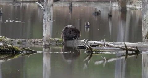 beaver on log grooming, slides into beav... | Stock Video | Pond5