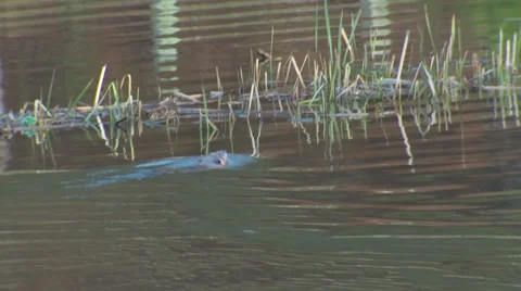 Beavers Slapping Water Stock Footage ~ Royalty Free Stock Videos | Pond5