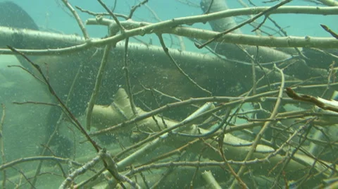 Beaver Swimming Underwater at Food Cache... | Stock Video | Pond5
