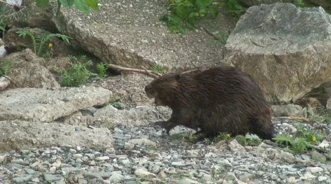 Beaver Walking | Stock Video | Pond5