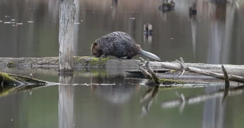 beaver walks across log, stands grooming... | Stock Video | Pond5