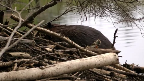Beaver work Hard carrying organic beaver... | Stock Video | Pond5