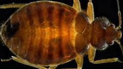 Microscopic Bed Bugs