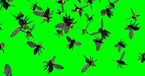 Bee Animation Stock Footage ~ Royalty Free Stock Videos | Pond5