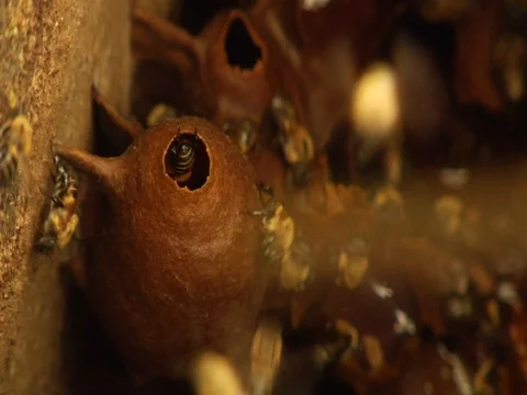 Bee Crawling Out of Hole in Beehive in t... | Stock Video | Pond5