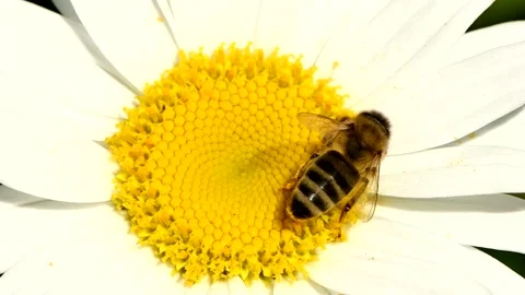 Bee On The Daisy Flower, A Bee Collects ... | Stock Video | Pond5
