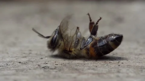 Dying Bee Stock Videos – Royalty-Free HD & 4K Videos | Pond5