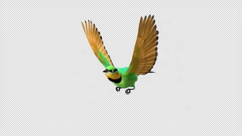 Bee Eater African Bird - Flying Loop - S... | Stock Video | Pond5