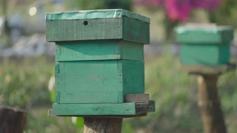 Bee farming, Honey Box, Bee Keeping, Hon... | Stock Video | Pond5