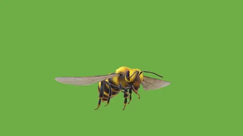 BEE FLYING IN GREEN SCREEN IN 4K | Stock Video | Pond5