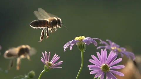 Bee, Flying on purple Flowers. Slow-moti... | Stock Video | Pond5