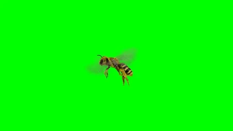 bee on green background, bee on chroma k... | Stock Video | Pond5