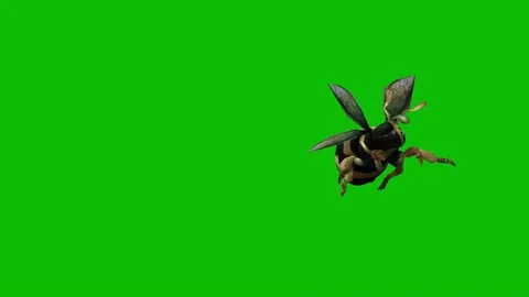 Bee Green Screen Animation | Stock Video | Pond5
