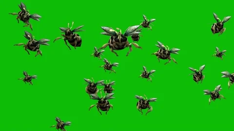 Bee Green Screen Animation | Stock Video | Pond5