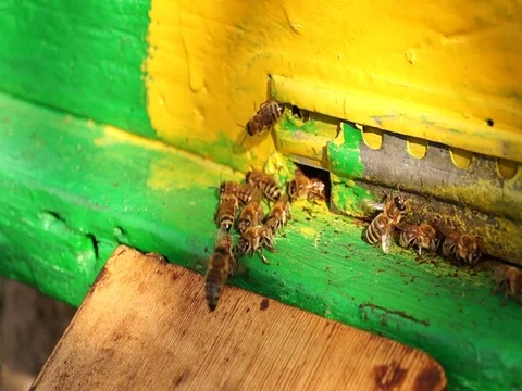 Bee hive. Honey production. Bee close-up... | Stock Video | Pond5