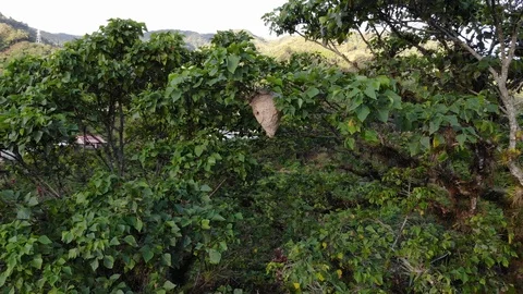 Bee Hive nest high up in a tree top in O... | Stock Video | Pond5