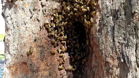 a bee hive in a tree | Stock Video | Pond5