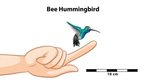 Bee Hummingbird Comparison: Finger to Fi... | Stock Video | Pond5
