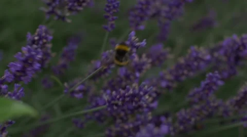 Bee jumping from different lavander flow... | Stock Video | Pond5