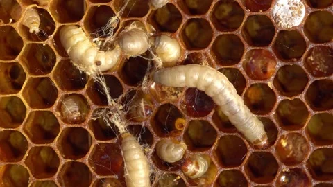 Bee moths larvae and silk tunnels. Beeke... | Stock Video | Pond5