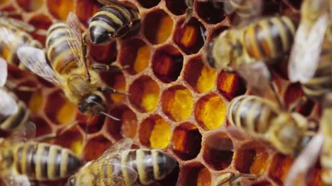 Bee pollen stored in the combs. Inside t... | Stock Video | Pond5