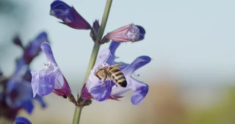 Bee is pollinating the flowers of Salvia... | Stock Video | Pond5