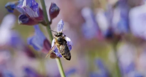 Bee is pollinating the flowers of Salvia... | Stock Video | Pond5