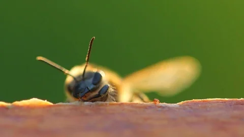 Bee sensors | Stock Video | Pond5