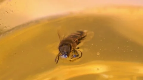 bee sinking in fresh liquid natural hone... | Stock Video | Pond5