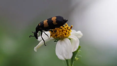 Flower Clip Bouquet Stock Videos – Royalty-Free HD & 4K Videos | Pond5