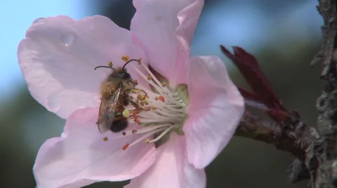 A Sleeping Bee Stock Videos – Royalty-Free HD & 4K Videos