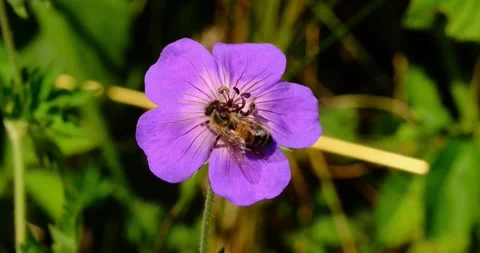 A bee sticks its proboscis into a flower... | Stock Video | Pond5