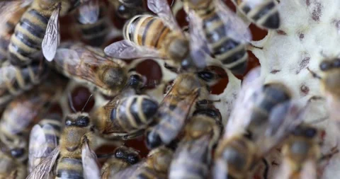 Bee Movie Stock Videos – Royalty-Free HD & 4K Videos | Pond5