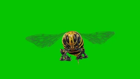 Bee Wasp Flies Loop Front Green Screen 3... | Stock Video | Pond5