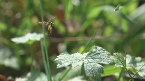 Bee Wasp Fly Detail Nature Countryside | Stock Video | Pond5