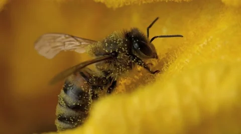 Yeelow Stock Videos – Royalty-Free HD & 4K Videos