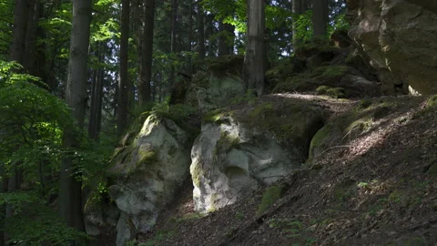 Beech With Rocks Stock Videos – Royalty-Free HD & 4K Videos