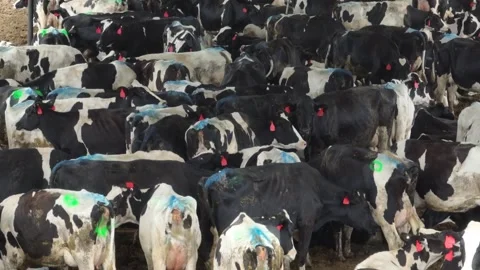 Beef cattle on ranch in southwest USA. C... | Stock Video | Pond5