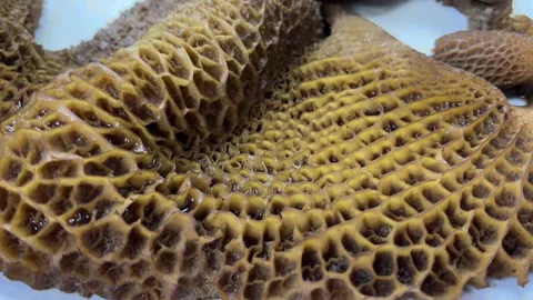 Beef Cow Stock Footage ~ Royalty Free Stock Videos | Pond5