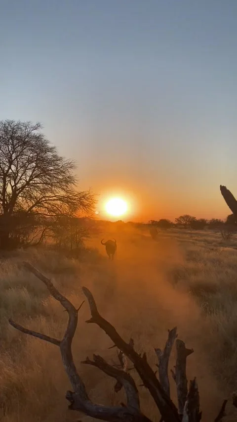 Beefy F Stock Videos – Royalty-Free HD & 4K Videos