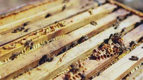 Beehive with bees flying around while a ... | Stock Video | Pond5
