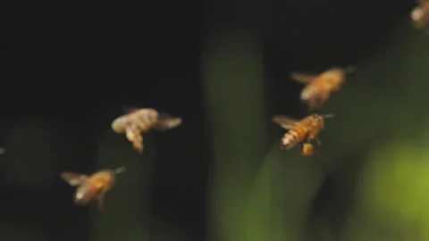 Beehive is full of bees. Bee collecting ... | Stock Video | Pond5