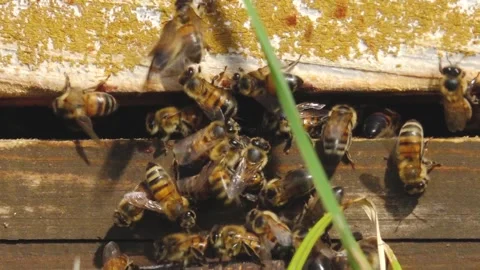A beehive with honey. Bees swarm on cell... | Stock Video | Pond5