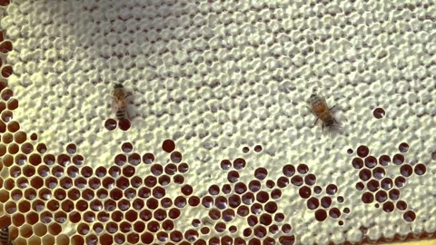 A beehive with honey. Bees swarm on cell... | Stock Video | Pond5