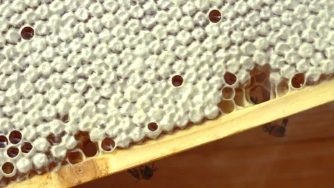 A beehive with honey. Bees swarm on cell... | Stock Video | Pond5