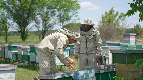 Beekeeper bent over the hive checking up... | Stock Video | Pond5