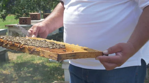 Beekeeper checking frames with bees in t... | Stock Video | Pond5