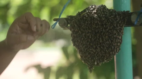 Beekeeper spraying Bees on Beehive Colon... | Stock Video | Pond5